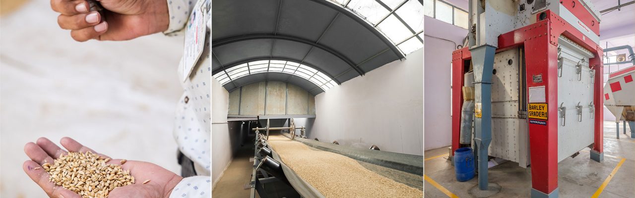 Malting Process - Barmalt